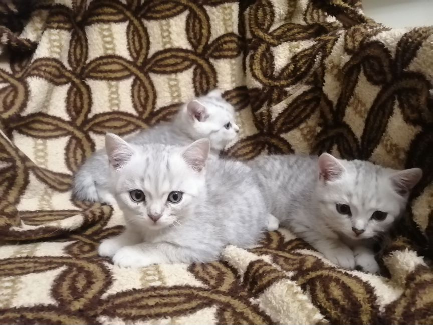 Котята порода британец