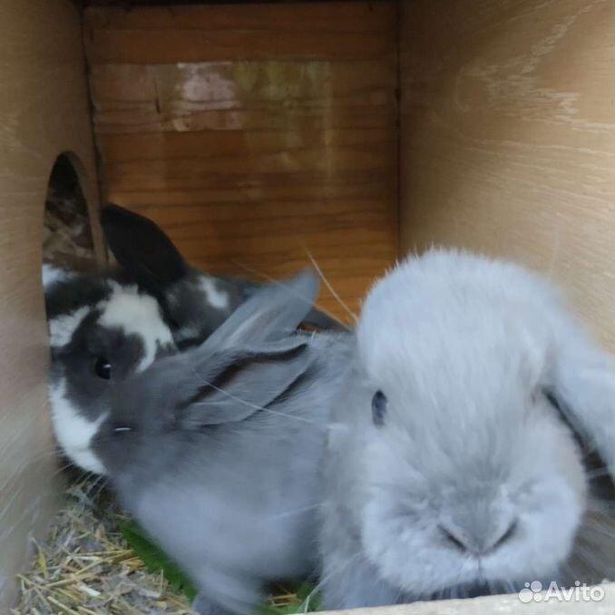 Кролики барашки