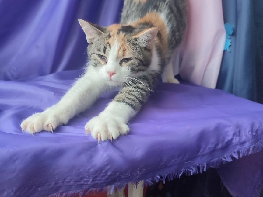 Кошечка Богатка