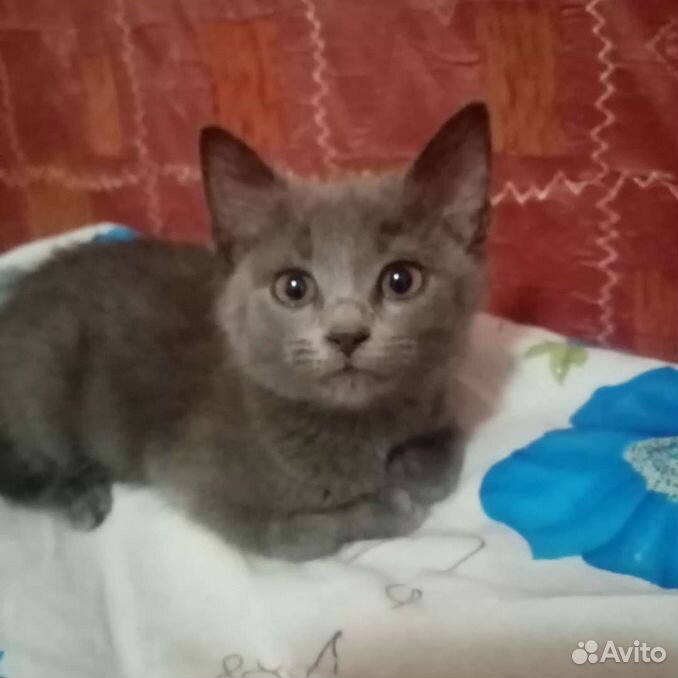 Маленькая кошечка бесплатно