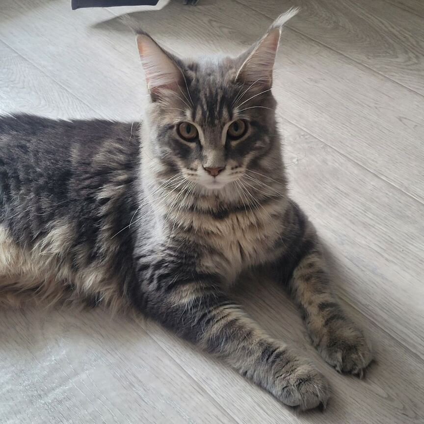 Мейн-кун котёнок