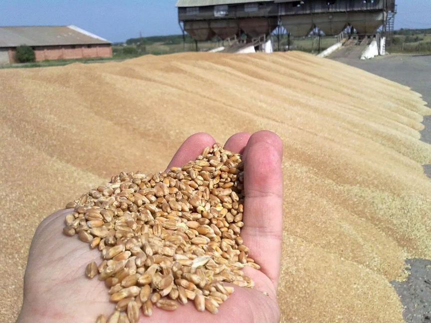 Фуражная пшеница