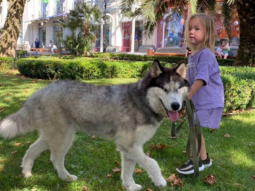 Слепая хаски Бекки в дар