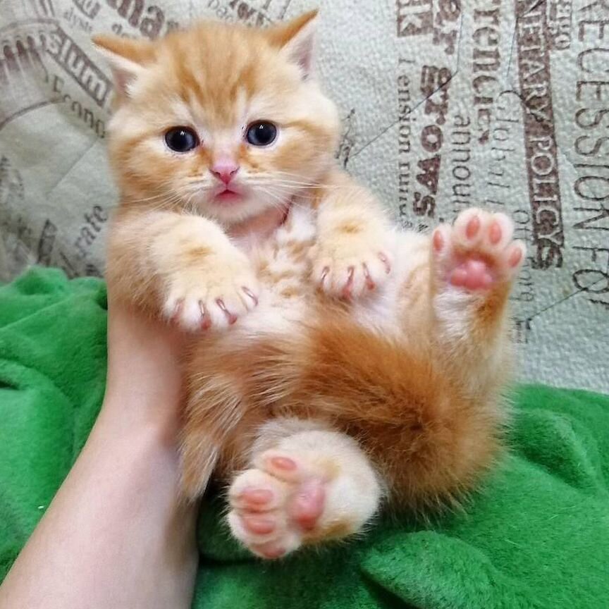 Шикарные шотландские котята