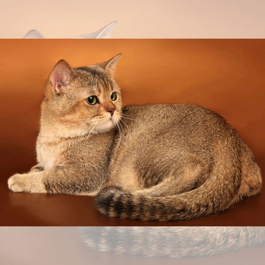 Шотландский кот на вязку