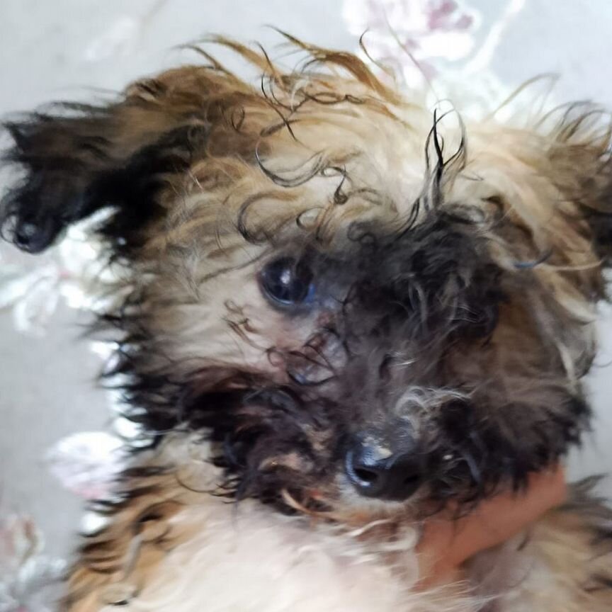 Китайская хохлатая, щенок