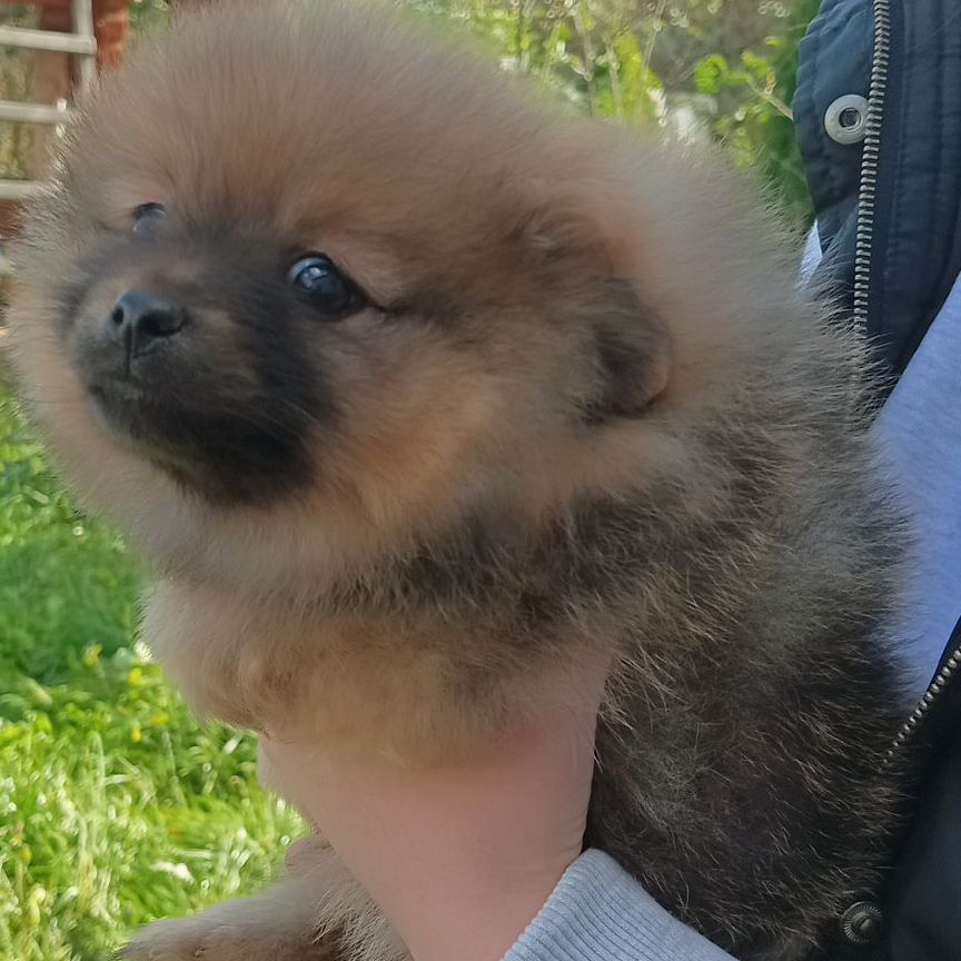 Немецкий шпиц, щенок