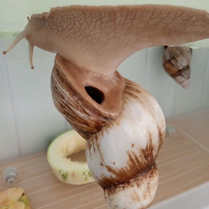 Улитки Ахатины, бирюзовая акара