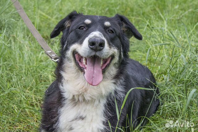 Собака Слай