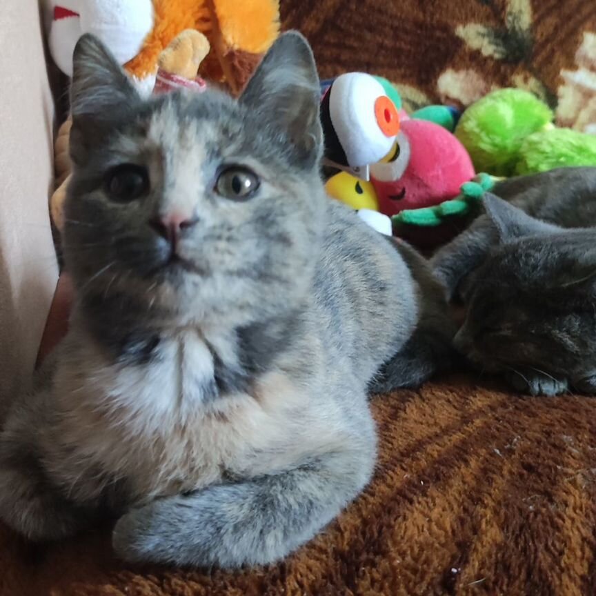 Котенок девочка в добрые руки
