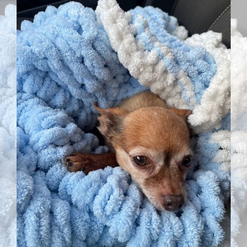 Русский той-терьер, взрослый пёс