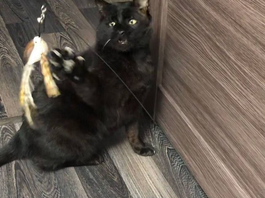 Котик ищет ответственного хозяина