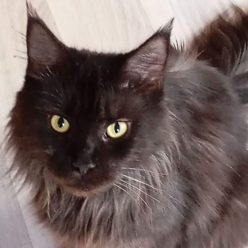 Котята мейн-кун