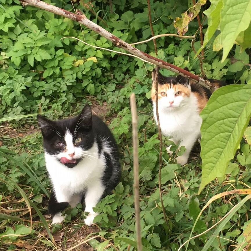 Котята с дачи