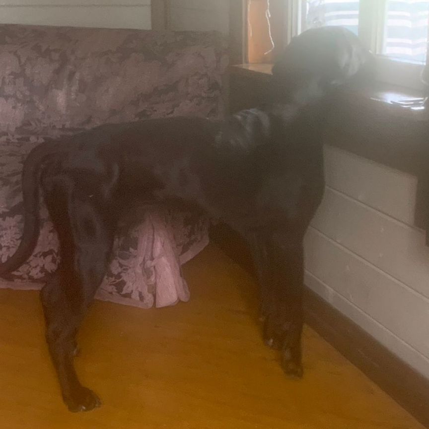 Отдам кане корсо в добрые руки