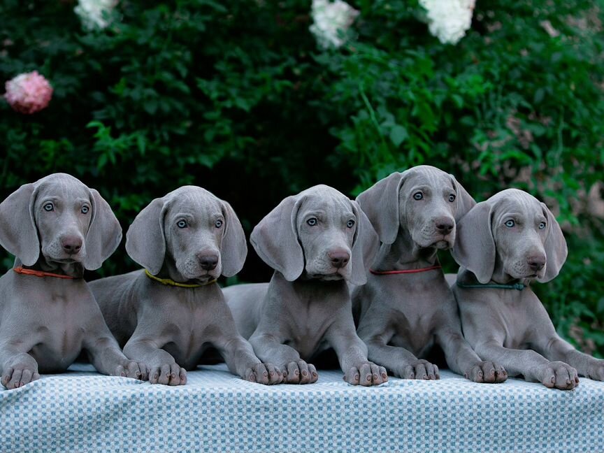 Высокопородные веймаранеры (щенки )