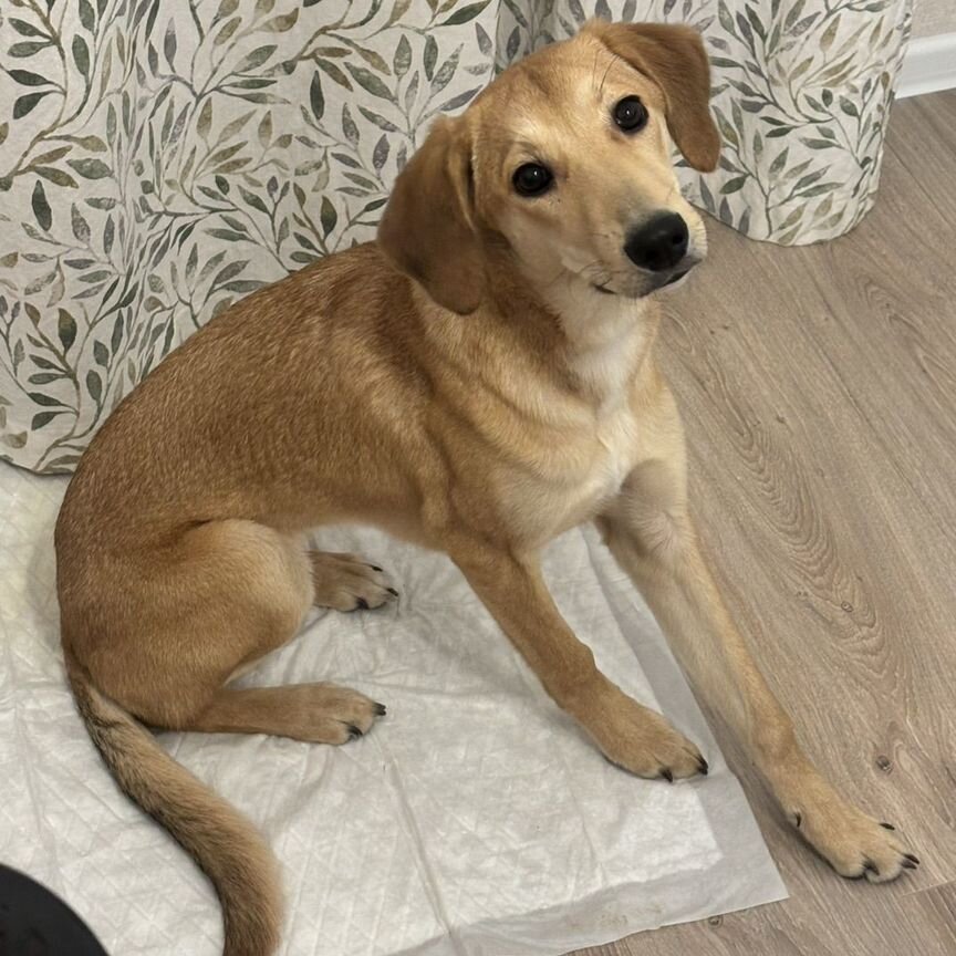 Лабрадор-ретривер, щенок