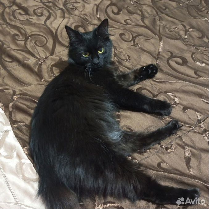 Кошки из Донецка