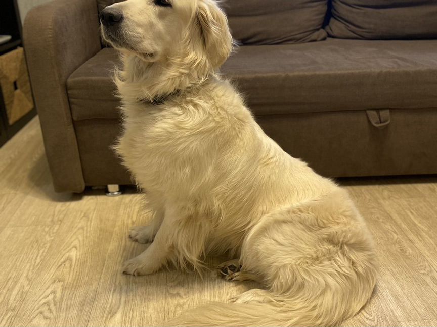 Золотистый ретривер в добрые руки