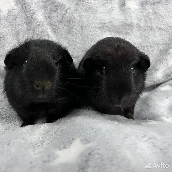 Морские свинки крестед и селф