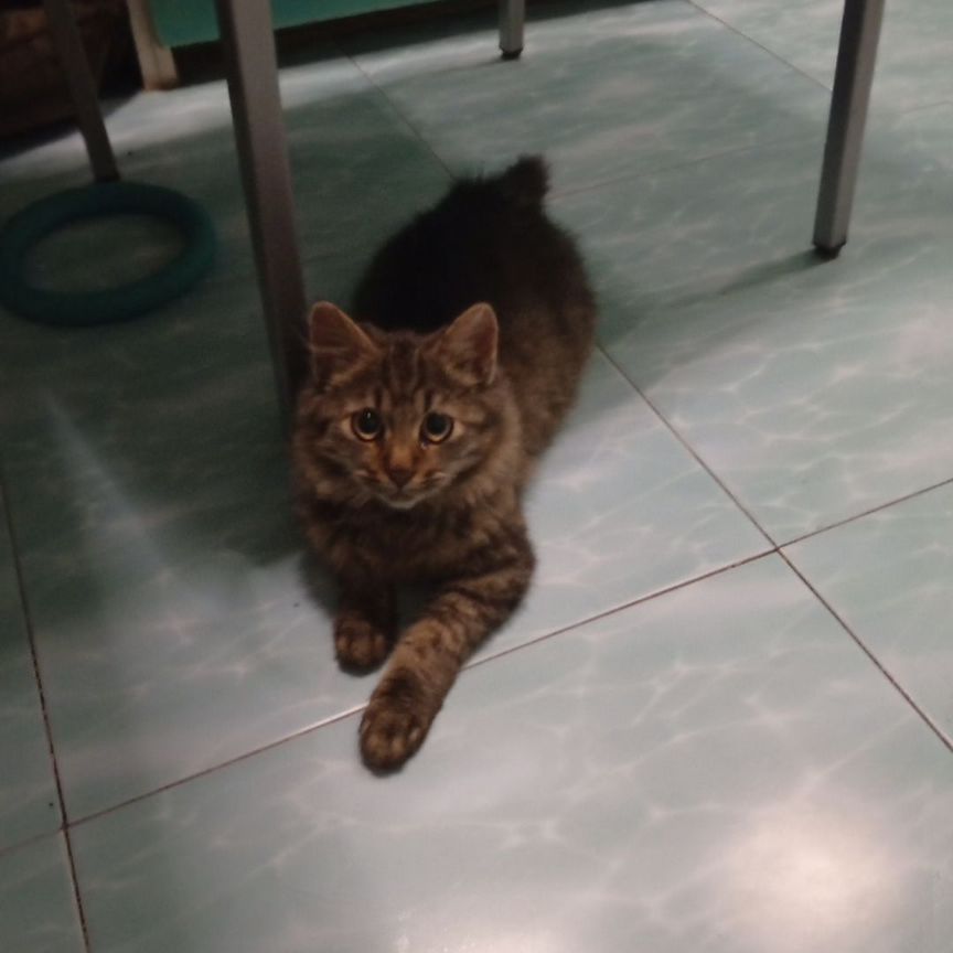 Кот 9 месяцев