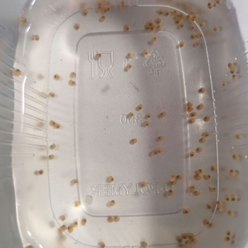 Улитки ампулярии