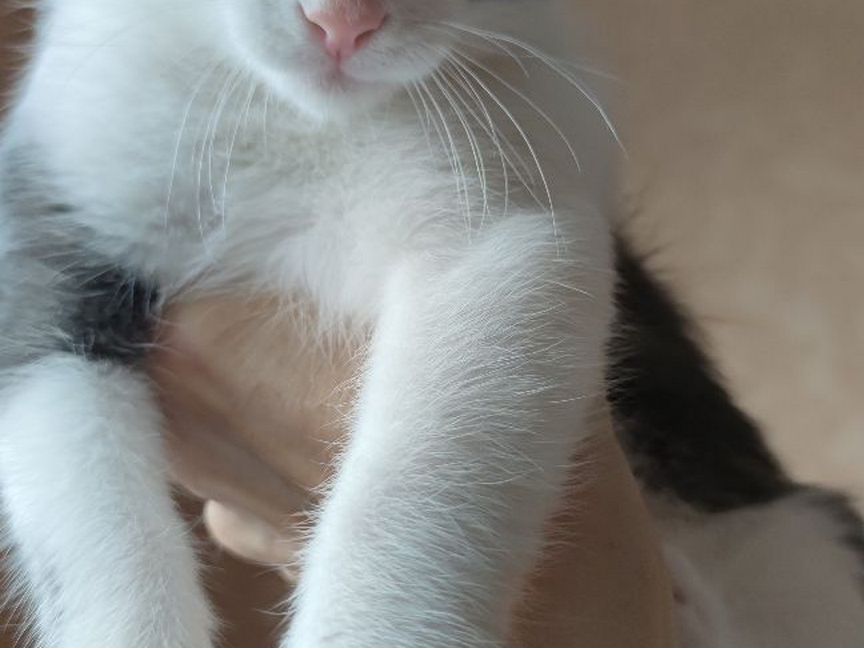 Кошки в добрые руки