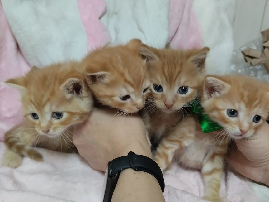 Котята рыжики ждут хозяев