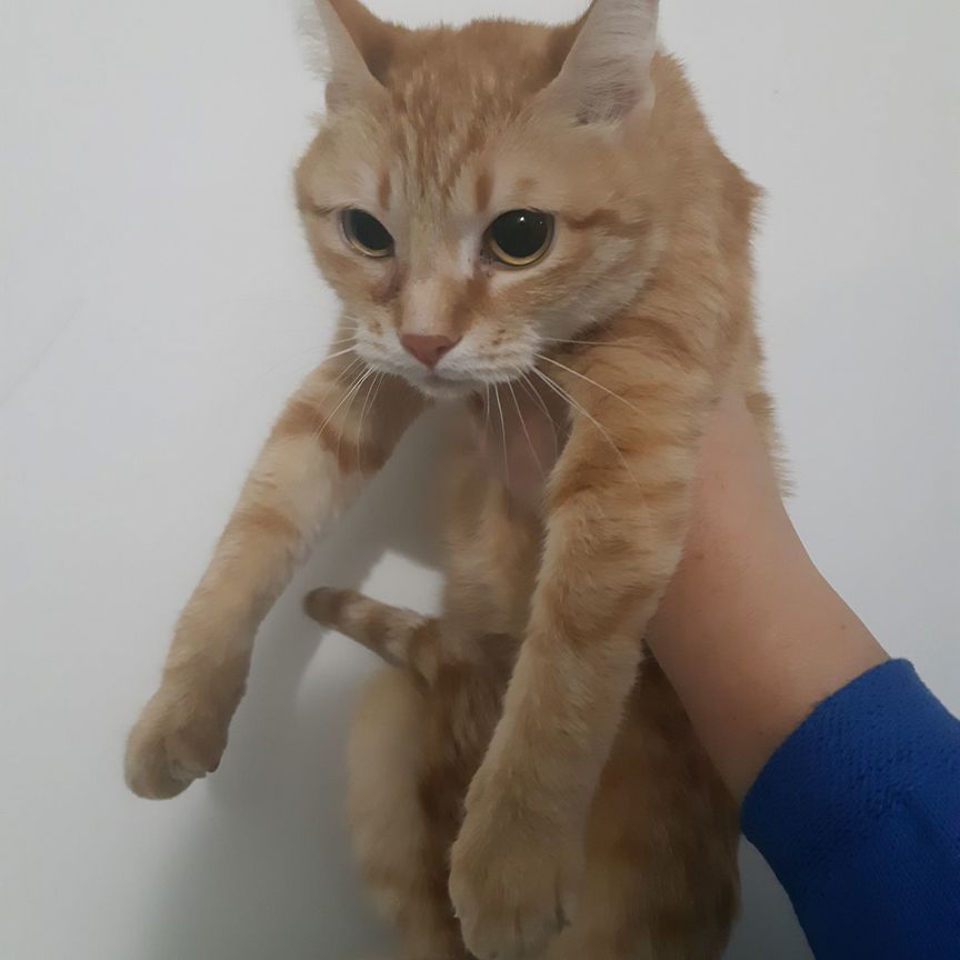 Счастье в дом