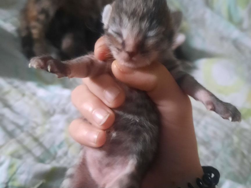 Котята на бранирование