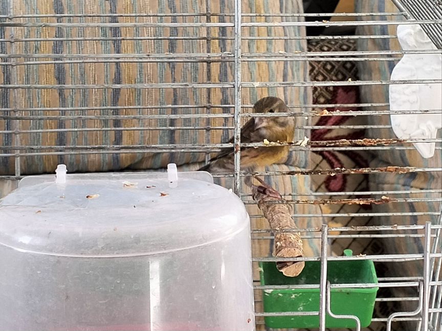 Гибрид канарейка репел