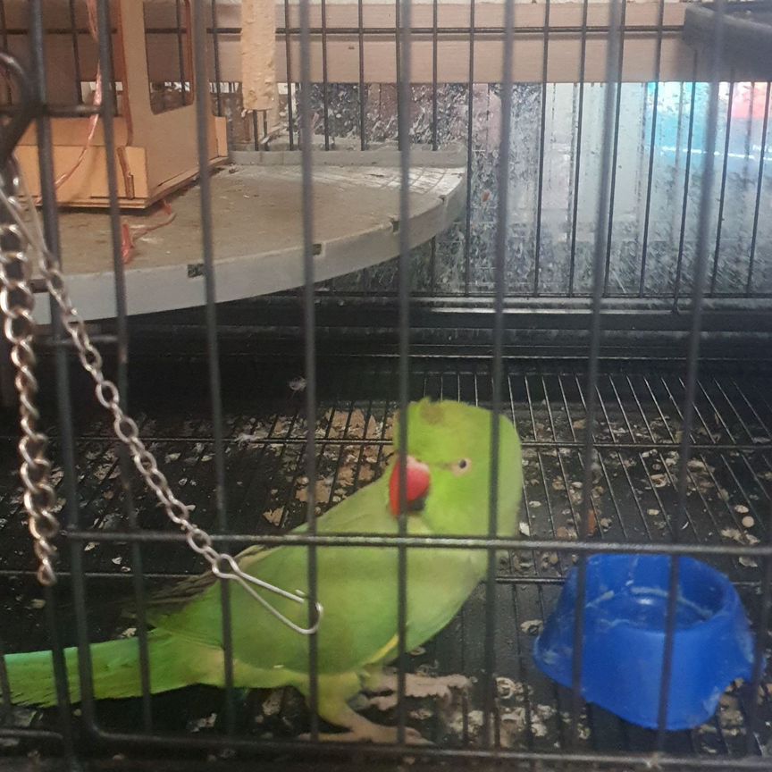 Ожиреловый Попугай