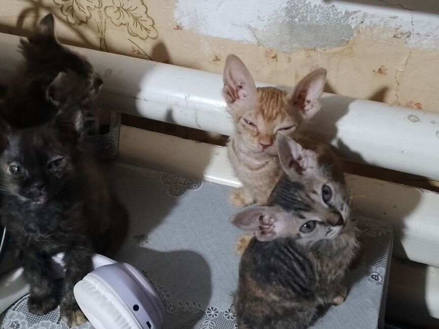 Котята