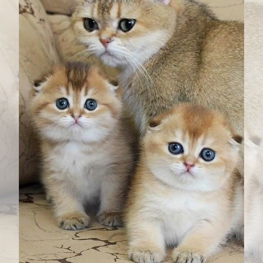 Котята золотая шиншилла