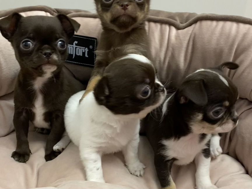 Чишки ребятишки