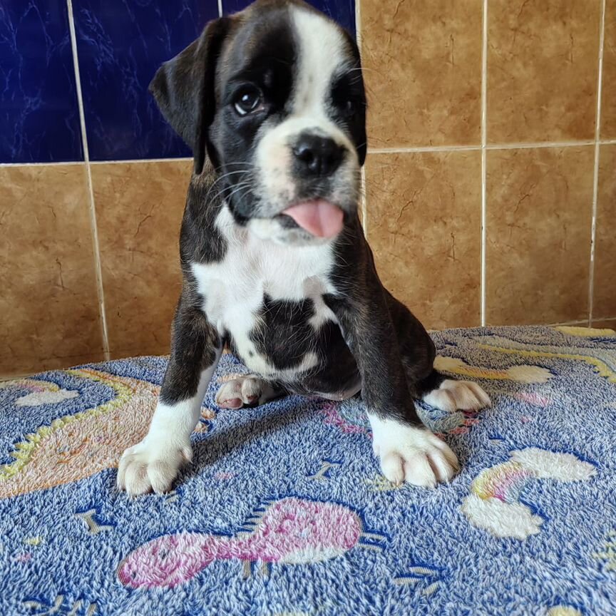 Боксерчики