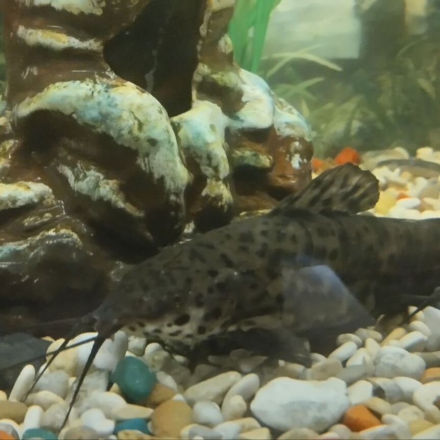 Сом таракатум, улитки