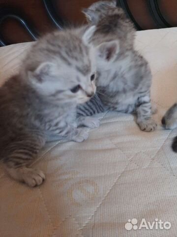 Кошка.котятки