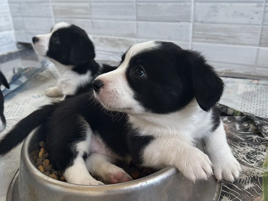 Вельш-корги