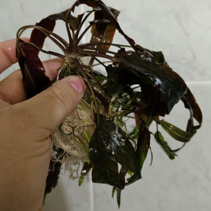 Аквариумное растение