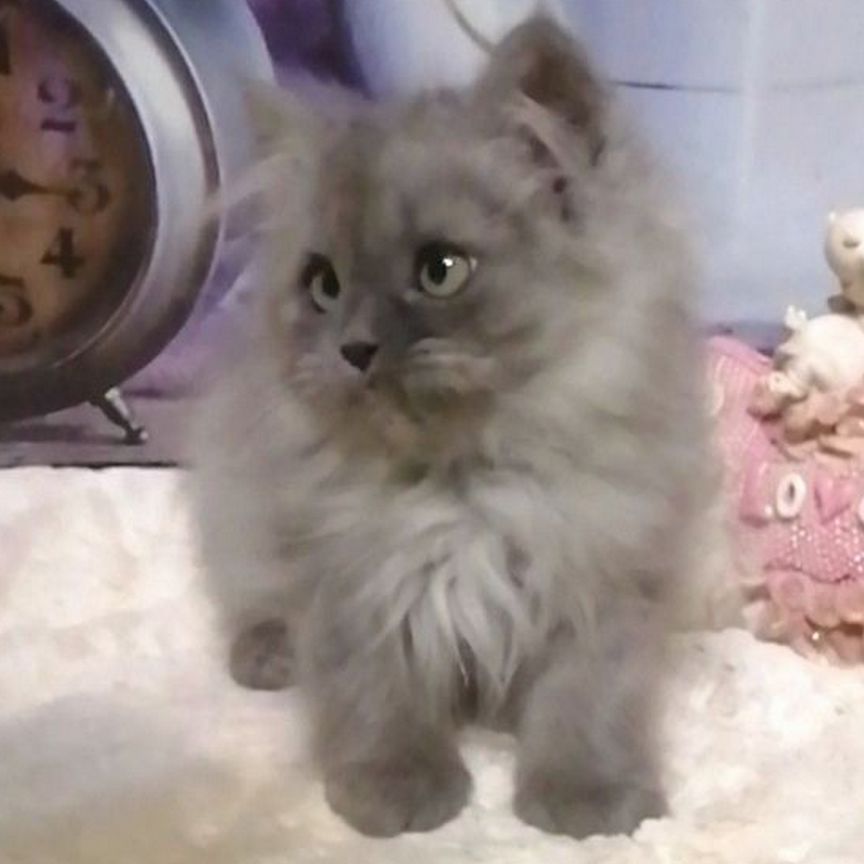 Манчкин котёнок