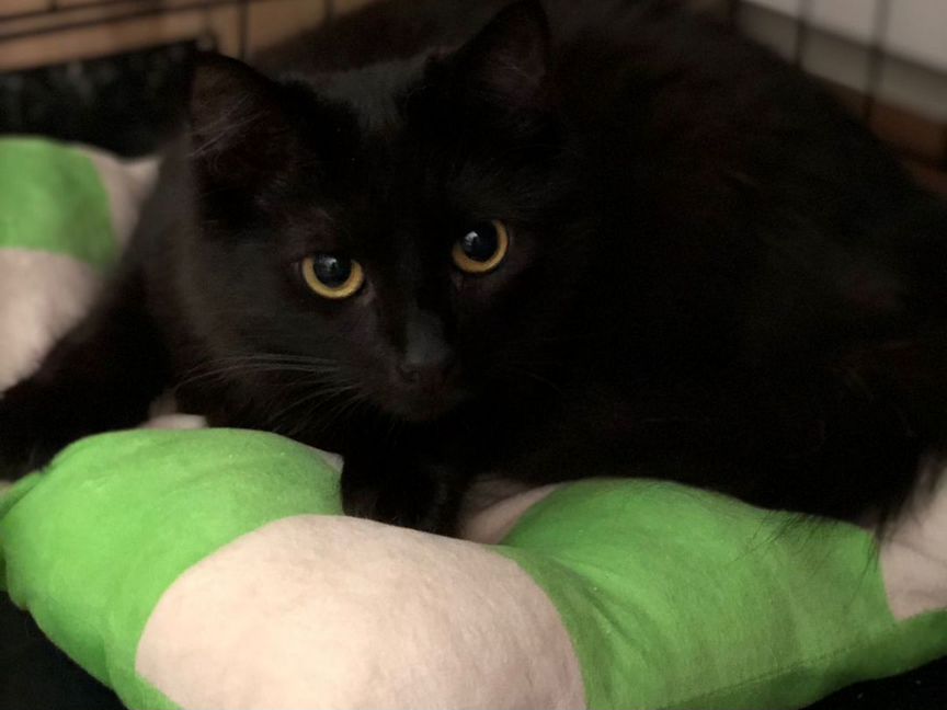 Чёрная кошка Тучка из приюта в добрые руки