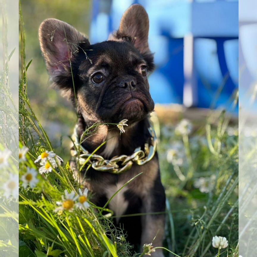 Французский бульдог