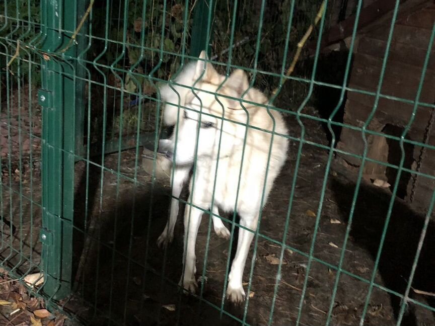 Западно сибирская лайка