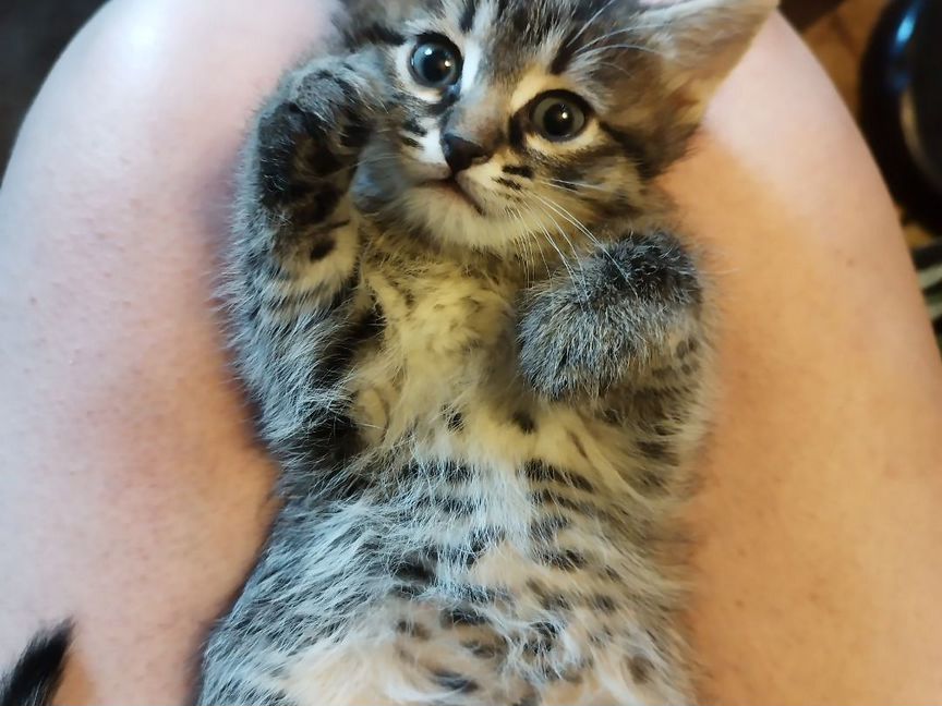 Кошечка