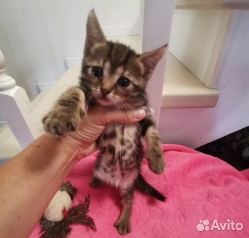 Малыши из приюта, 1 мес. (мальчики и девочки)