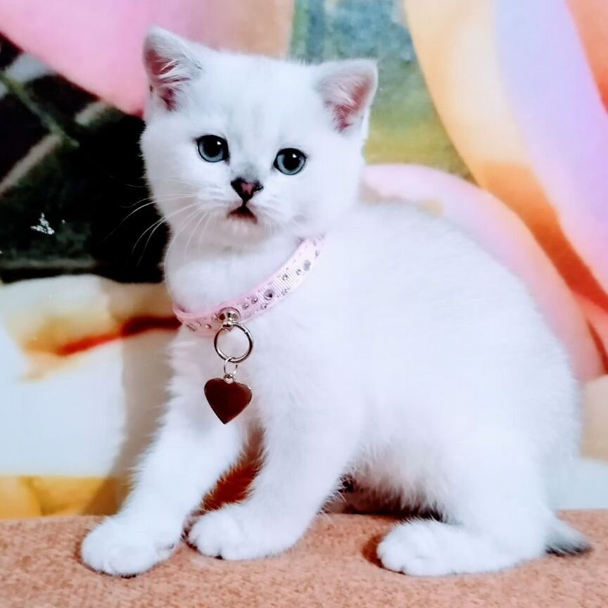 Голубоглазая шиншилла
