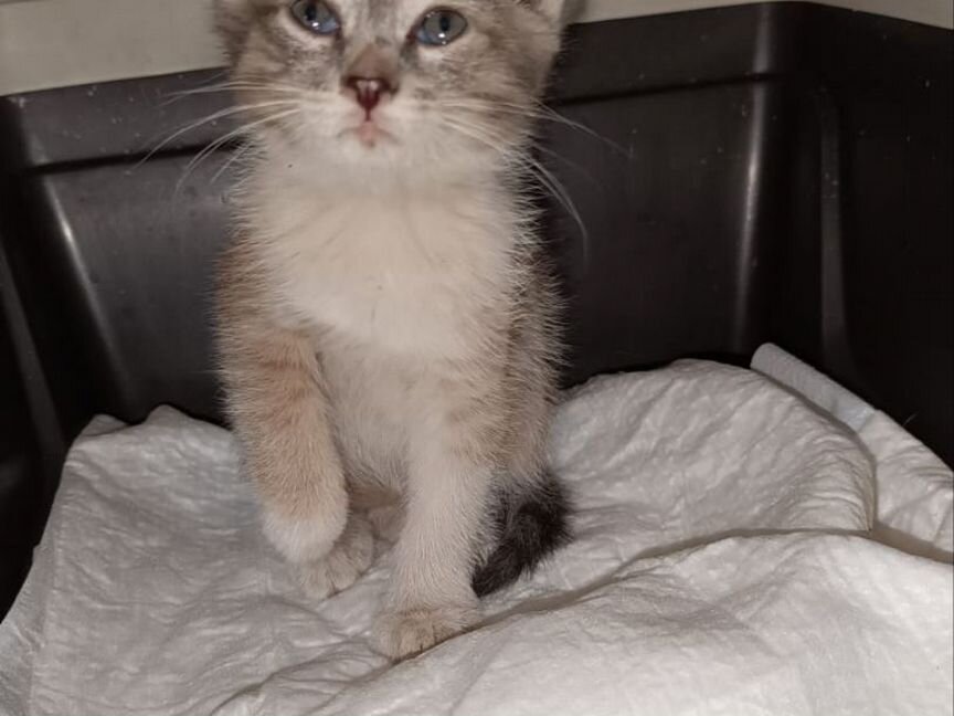 Котенок девочка трехцветная