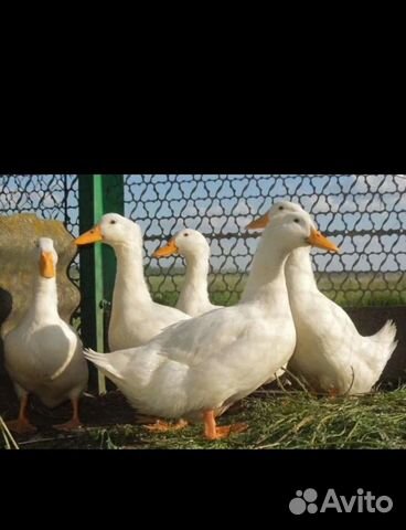 Гуси утки