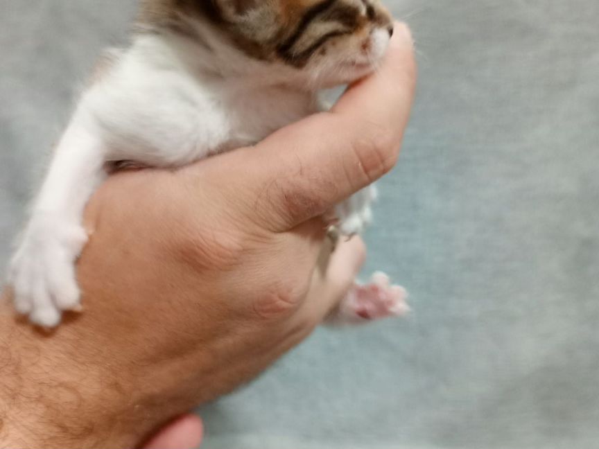 Домашние животные котята